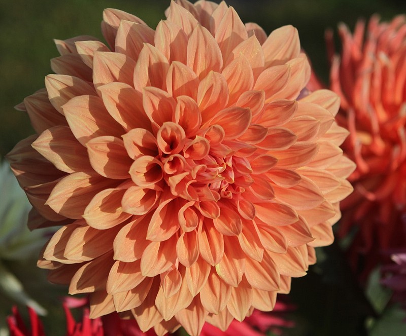 Out & About Calendar - Sept. 12-19 | Chattanooga Times Free Press