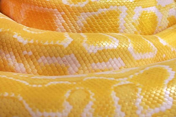 Authorities searching for 15-foot python on the loose in Alabama ...