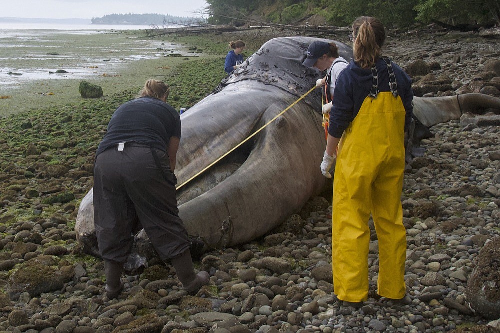 Rotting whales | Chattanooga Times Free Press