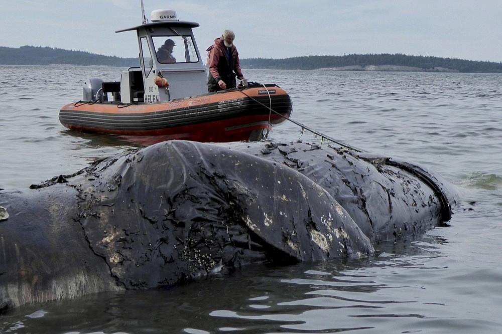 Rotting whales | Chattanooga Times Free Press