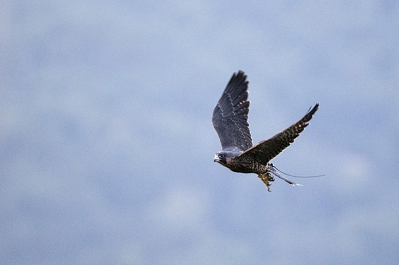 Photos: Peregrine falcons released at Rock City | Chattanooga Times ...