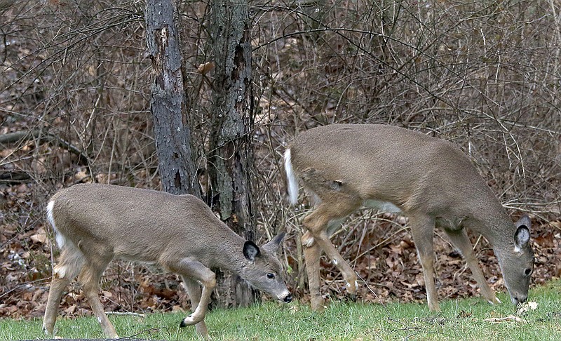 Case: Deer camp features venison, sharp knives and college football ...