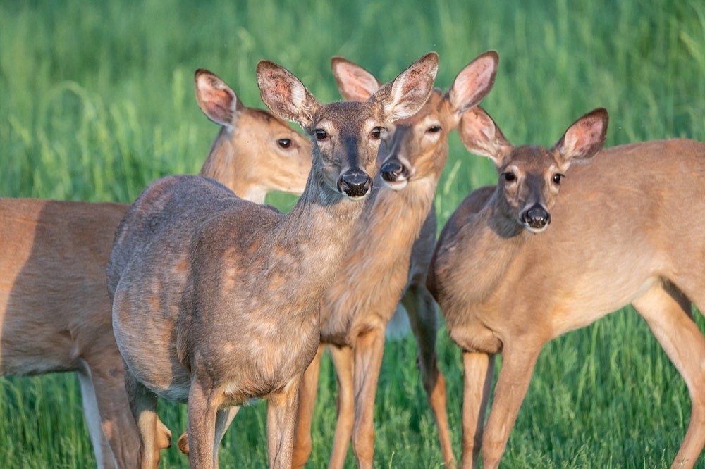 Applications open for urban archery deer hunts | Northwest Arkansas ...