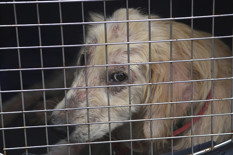 Congress approves bill expanding animal cruelty law | Chattanooga Times ...