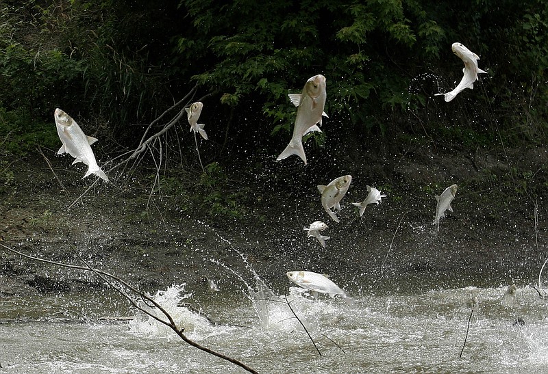 Tennessee forms commission to halt invasive Asian carp | Chattanooga ...