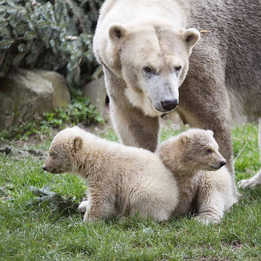 Twin polar bear cubs debut at Dutch zoo | Chattanooga Times Free Press