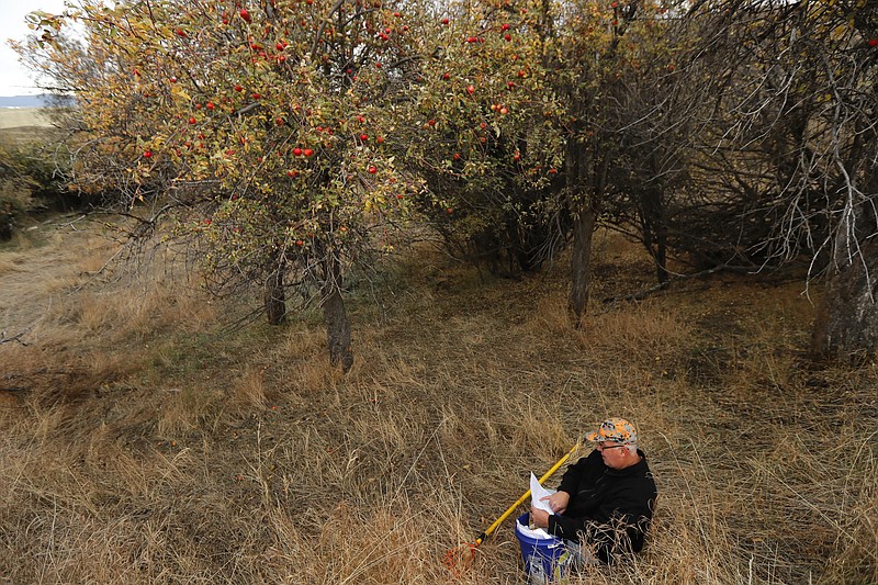 10 pioneer-era apple types thought extinct found in US West ...