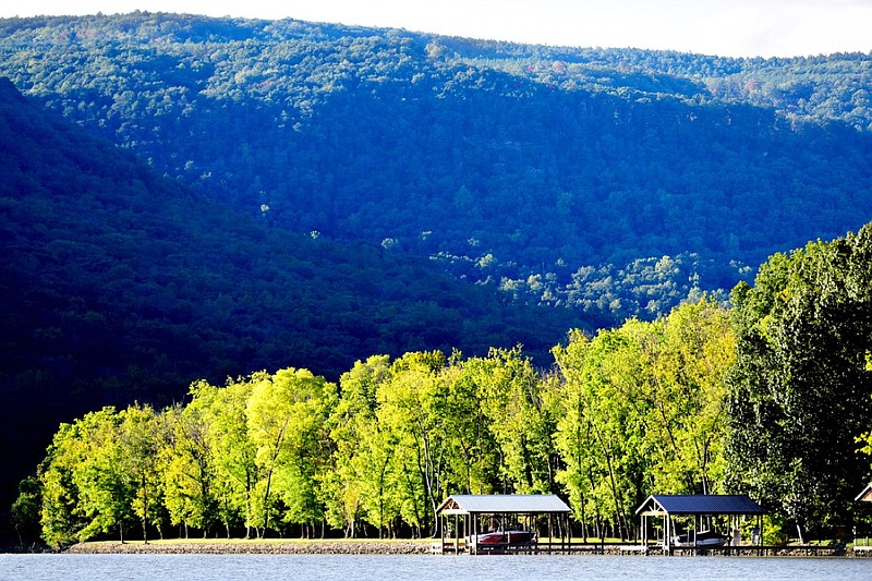 Tennessee residents can reserve trees for Tree Day planting ...