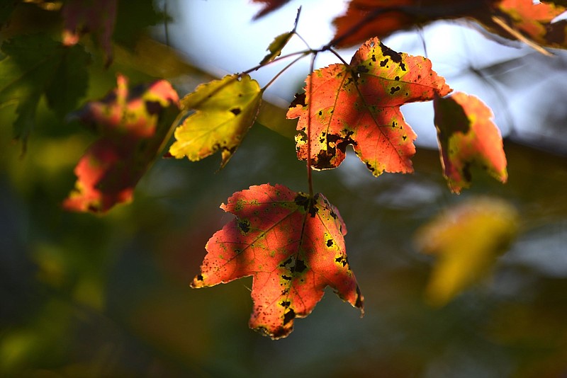 What record rainfall, dropping temps and sunshine mean for fall leaf ...