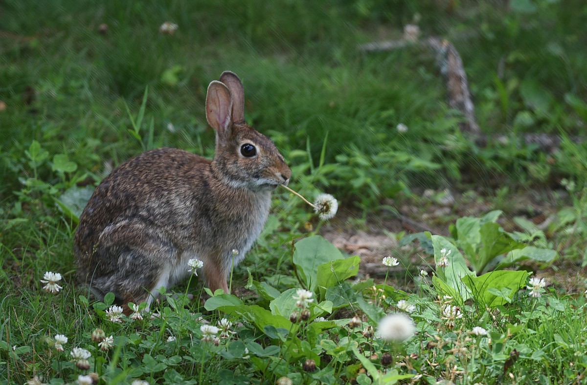 Tennessee restricting rabbit imports to keep out virus | Chattanooga ...