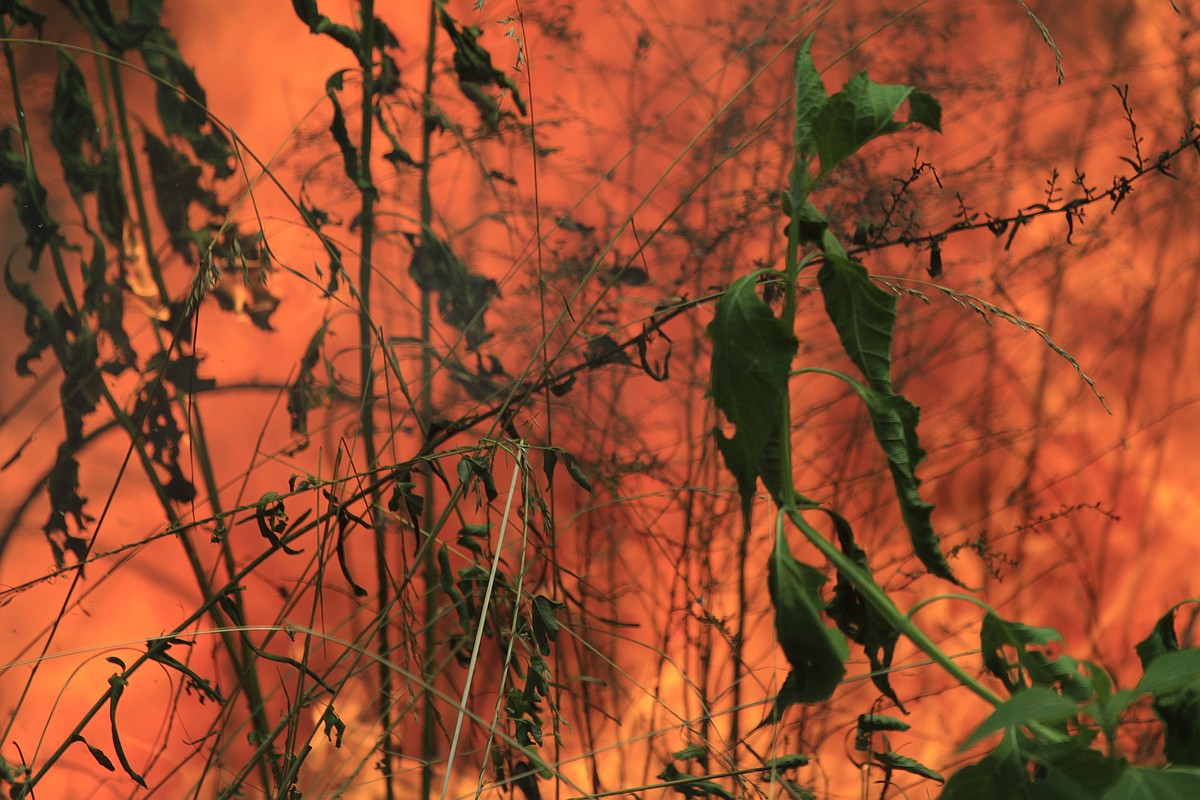 Cherokee Hotshots, forest service fire crews battle wildfires in ...
