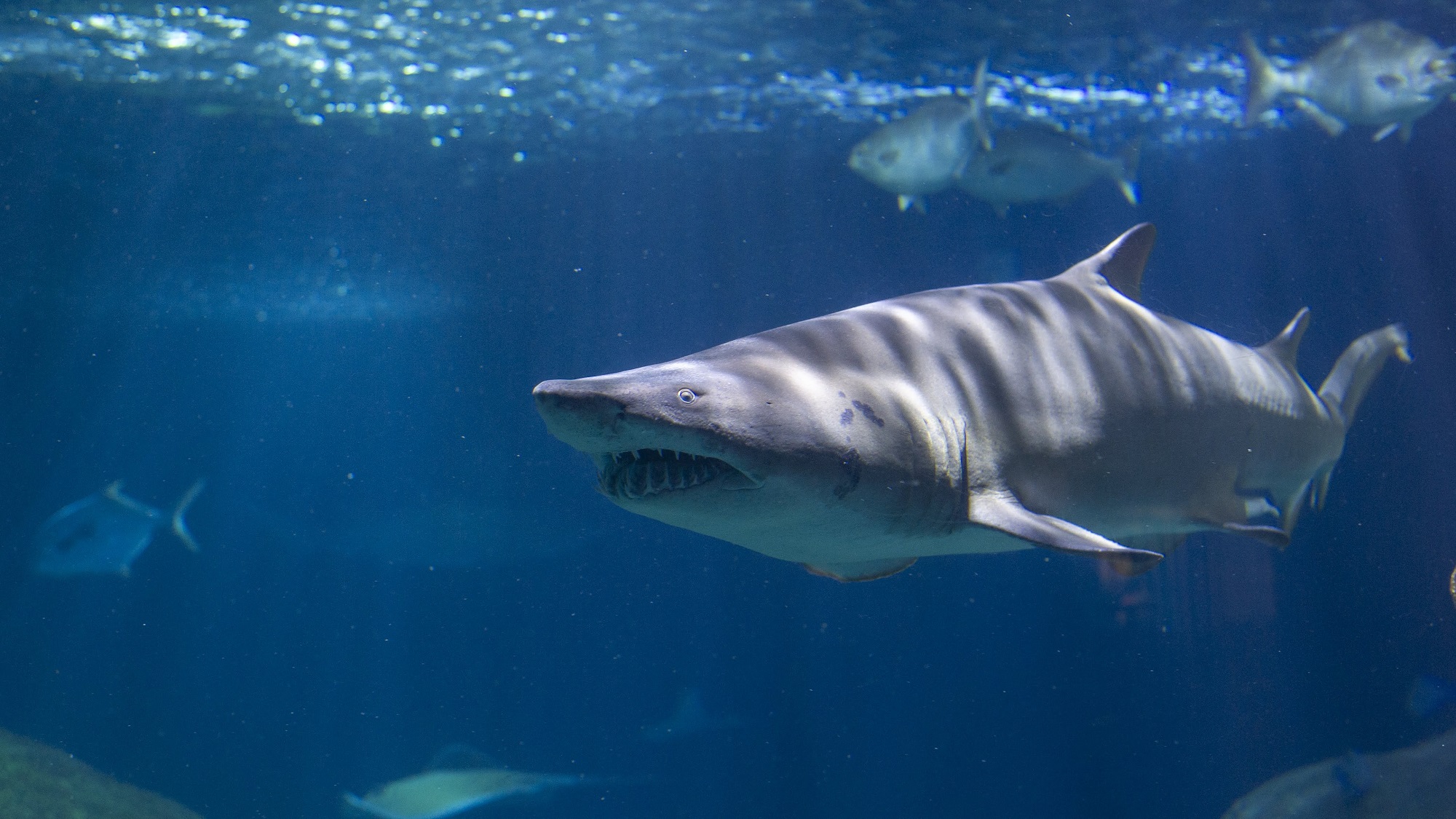 Tennessee Aquarium captures rarely seen shark 'love bite' mating ritual ...