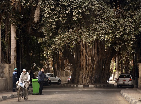 As Cairo transforms, Egyptians fight to save their trees | Chattanooga ...
