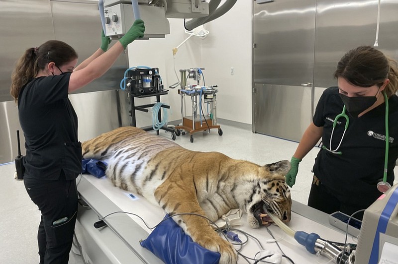 Rescued Oklahoma tigers get care in California and new home ...